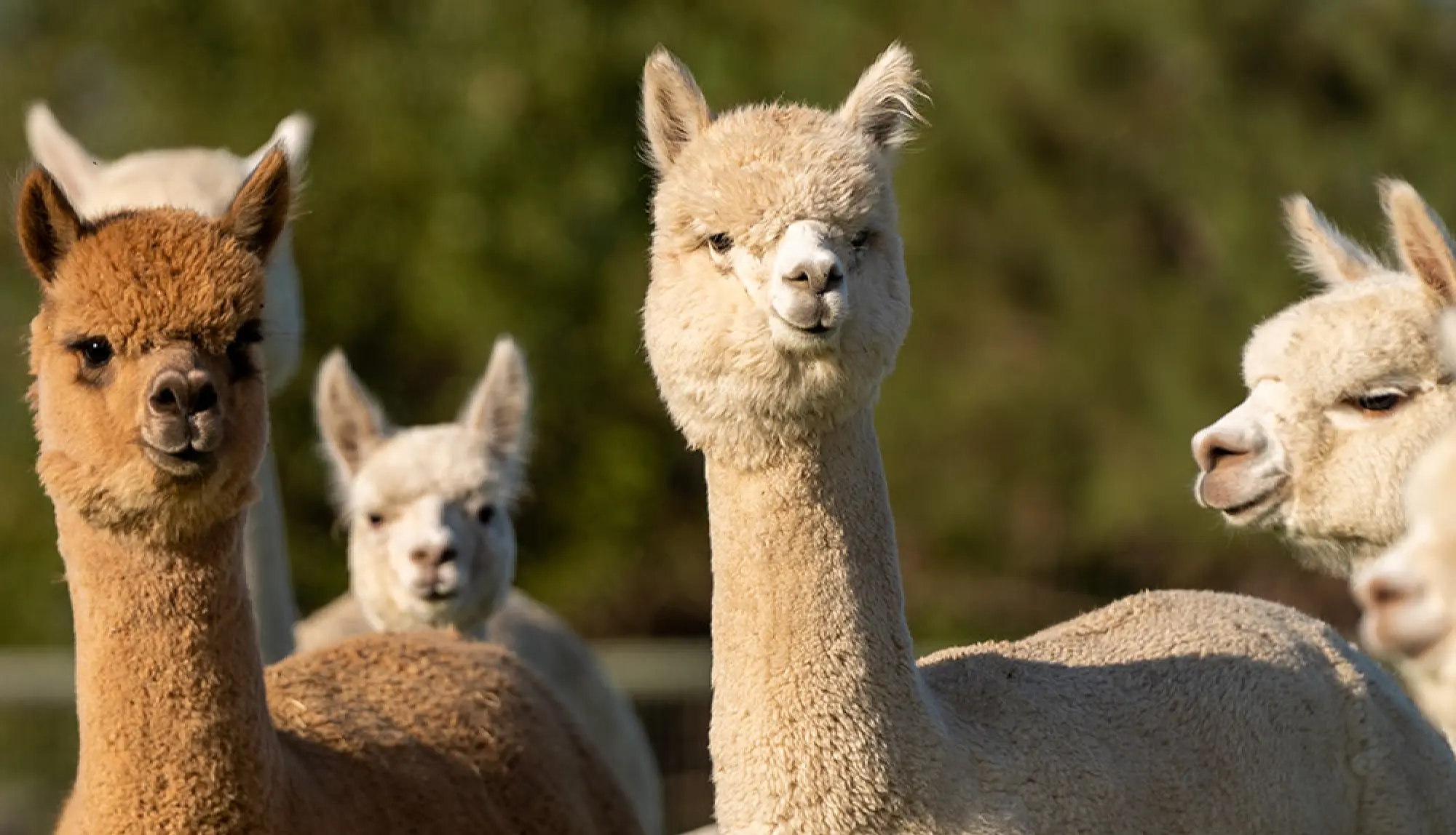 Alpaca at Beale Wildlife Park | Come see them