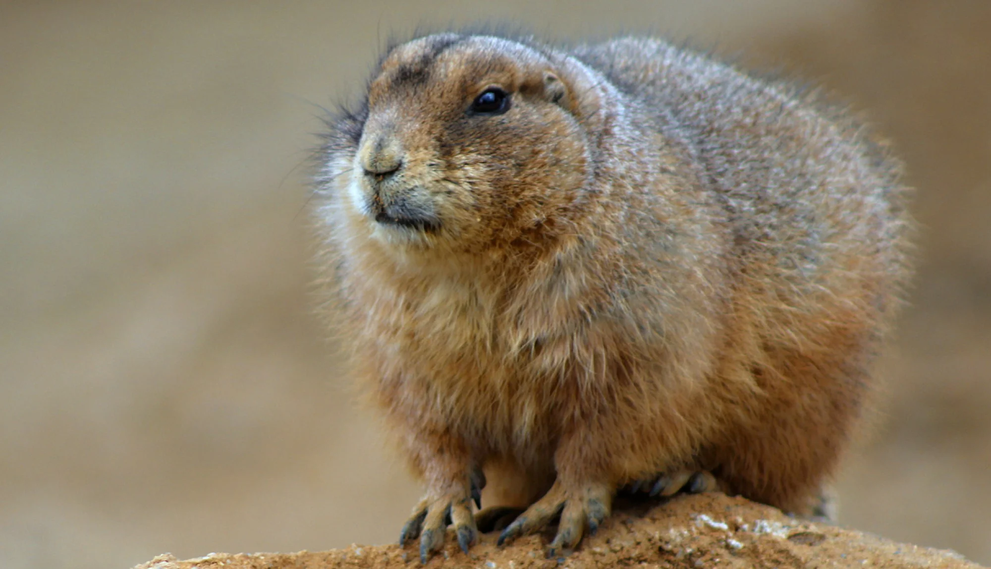 Black-Tailed Prairie Dogs