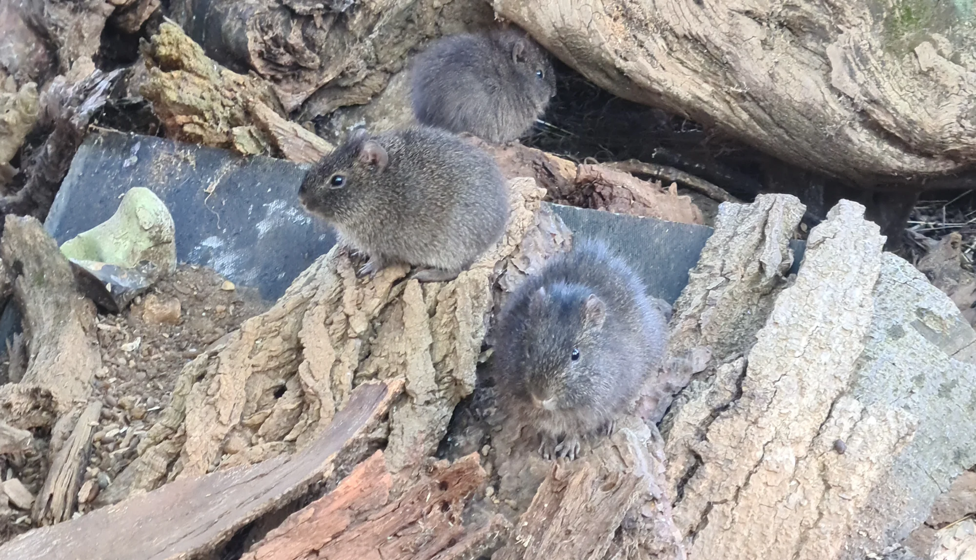 Brazilian Guinea Pig