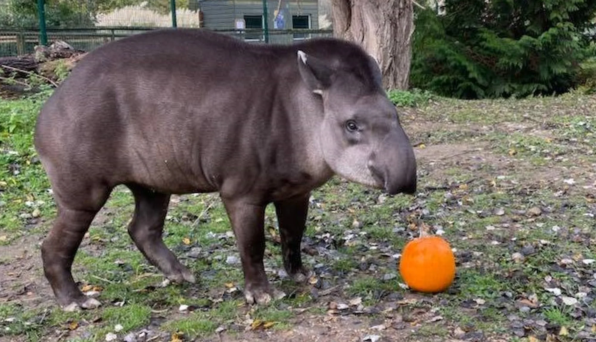 Brazilian Tapir
