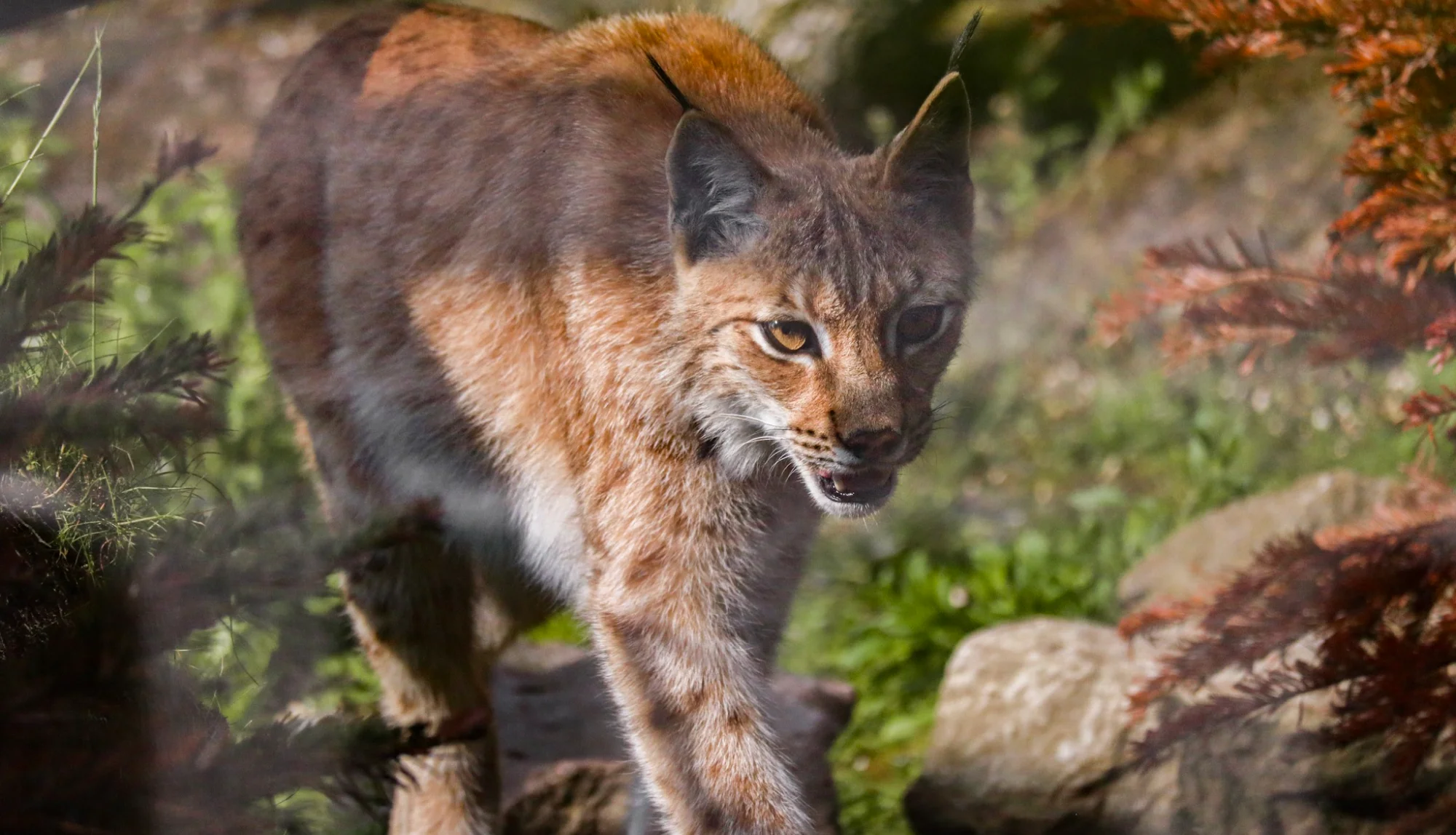 Eurasian Lynx