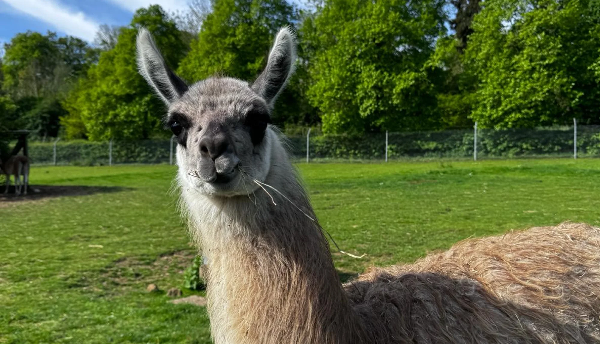 Guanaco at Beale Wildlife Park | Come visit