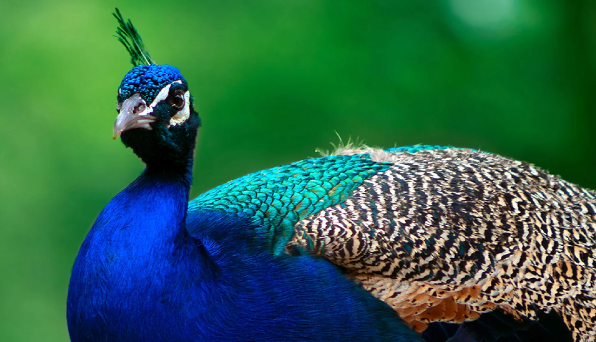 Indian Blue Peafowl