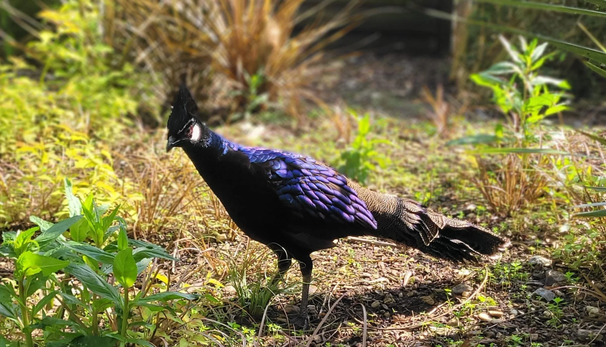 Palawan Peacock Pheasant