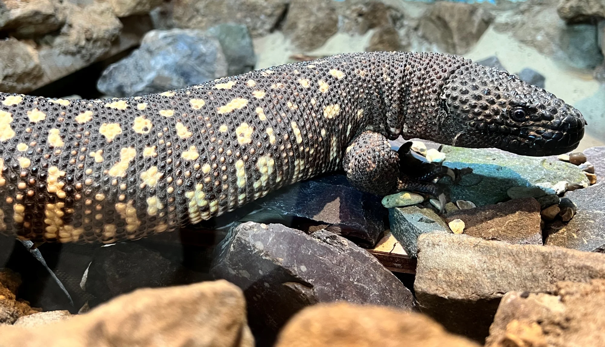 Rio Fuerte Beaded Lizard - Beale Wildlife Park