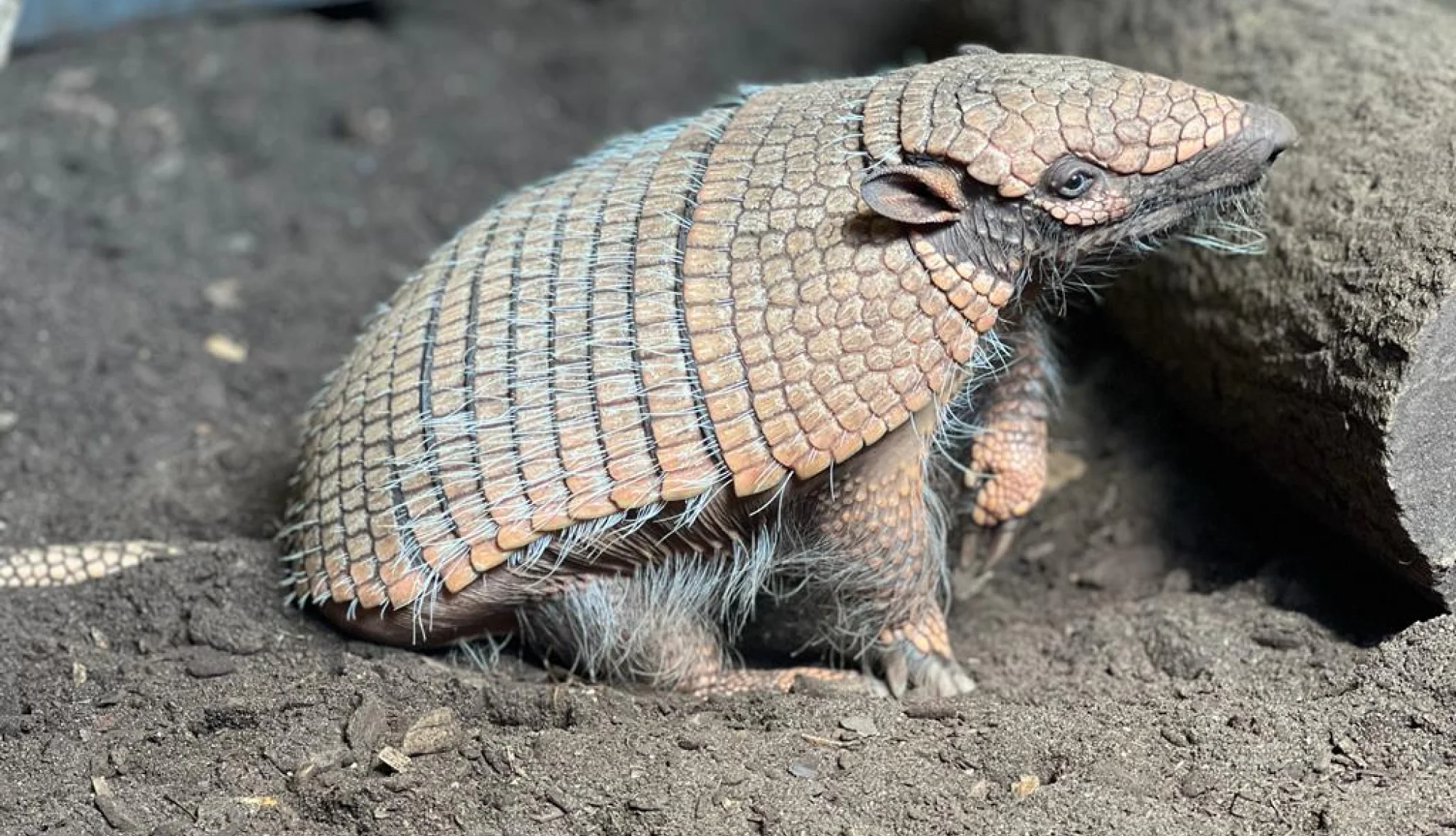 Six-Banded Armadillo