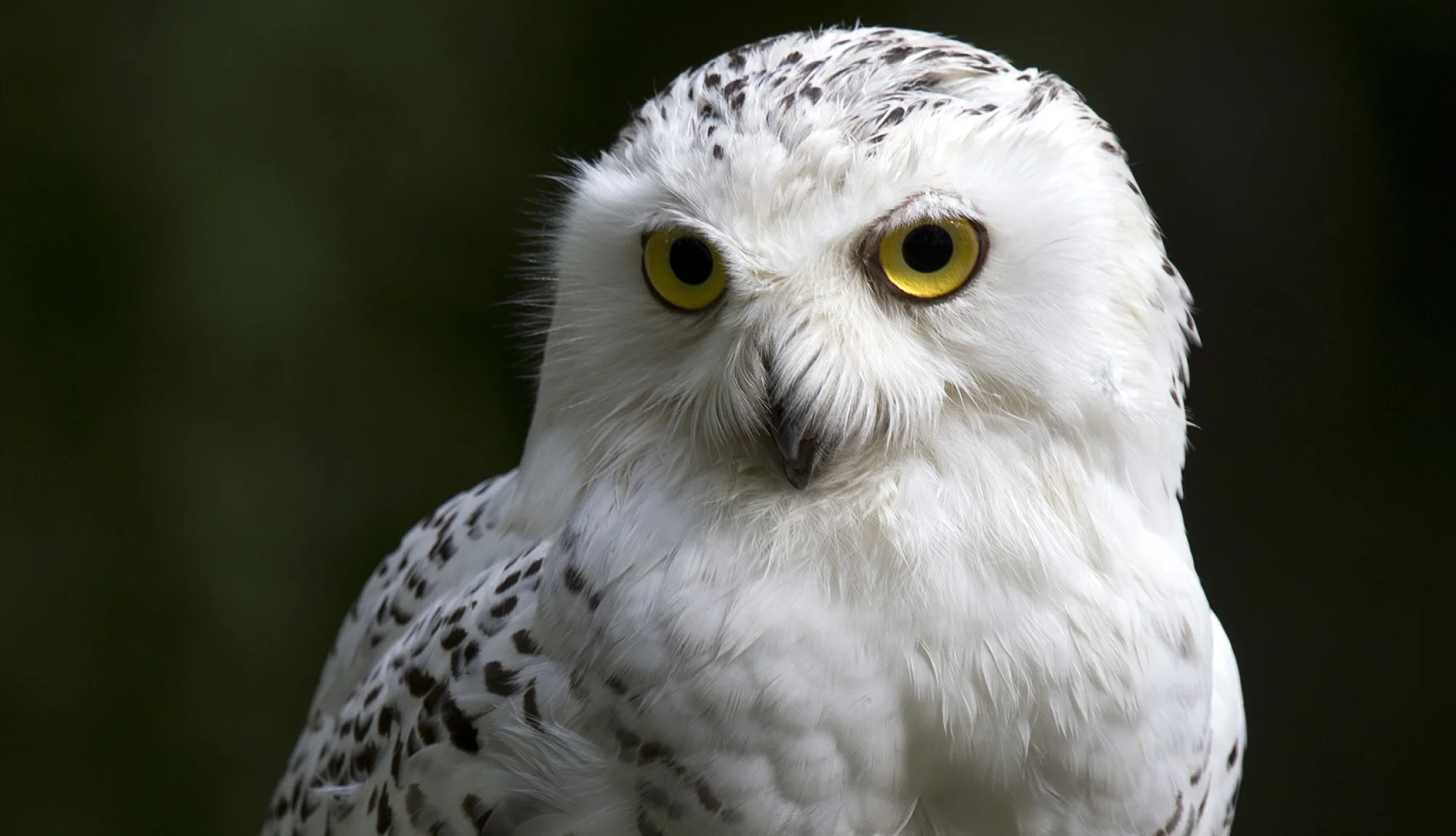 Snowy Owl at Beale Wildlife Park | Come see it