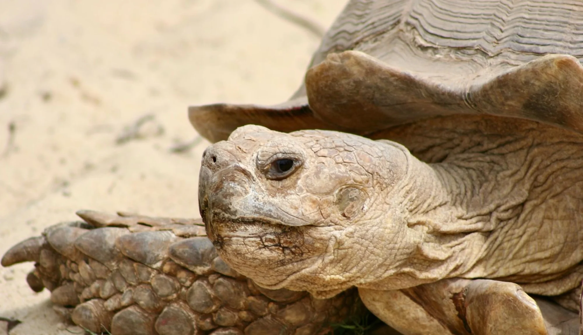 Sulcata Tortoise Information