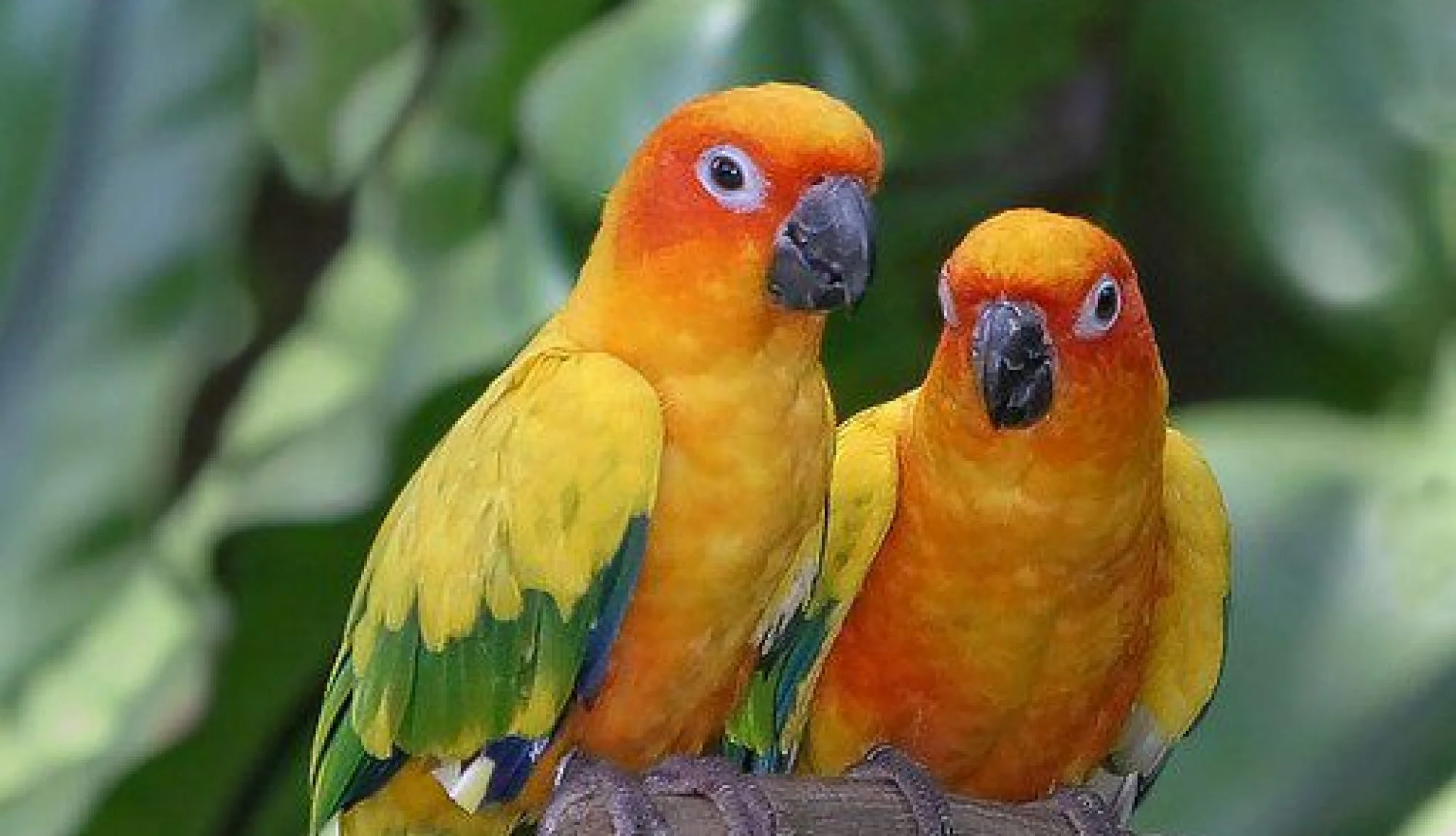 Sun Conure at Beale Wildlife Park | Come see it