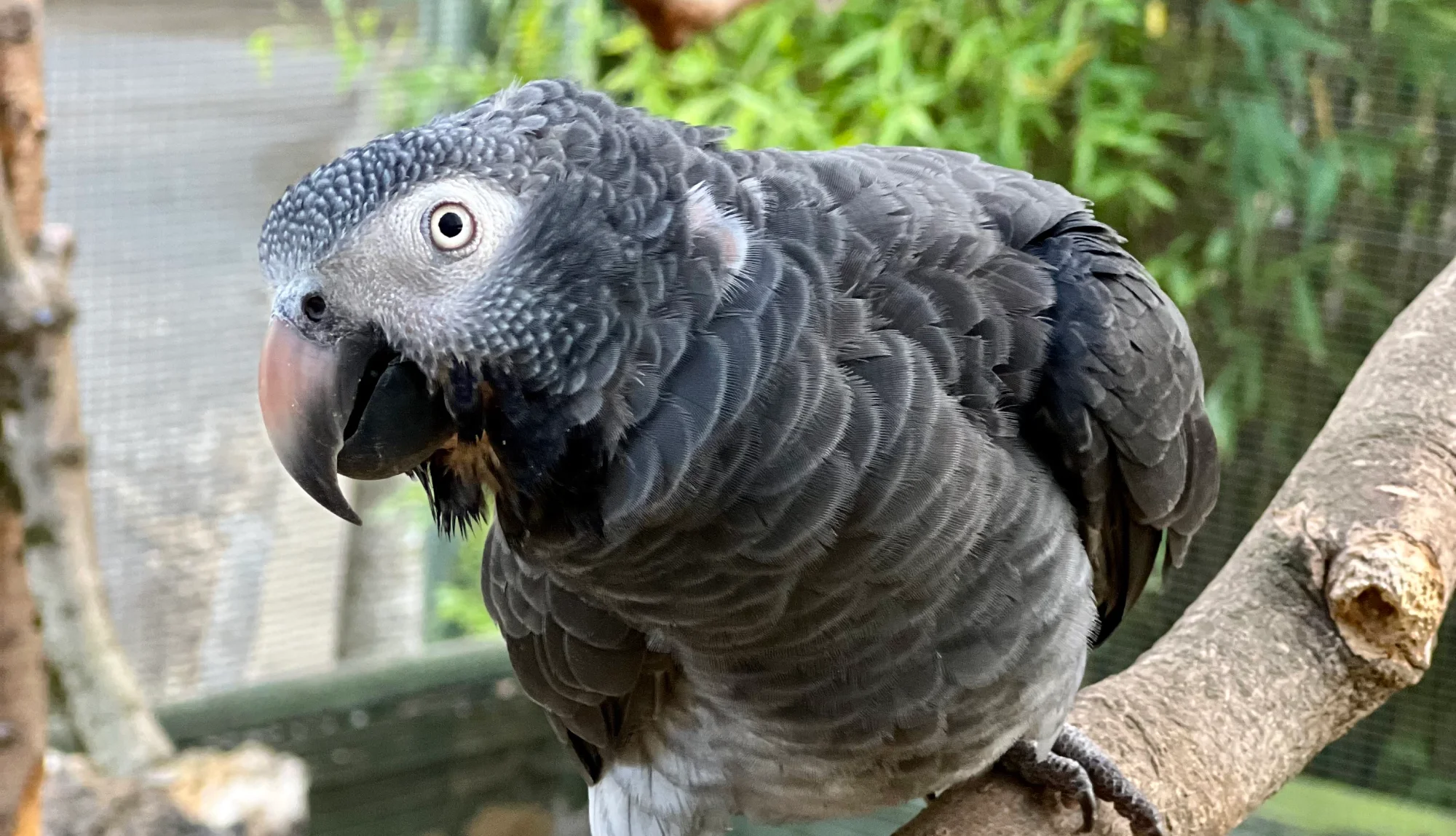 Timneh Grey Parrot