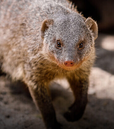 Animal Adoptions at Beale Wildlife Park | Support Conservation