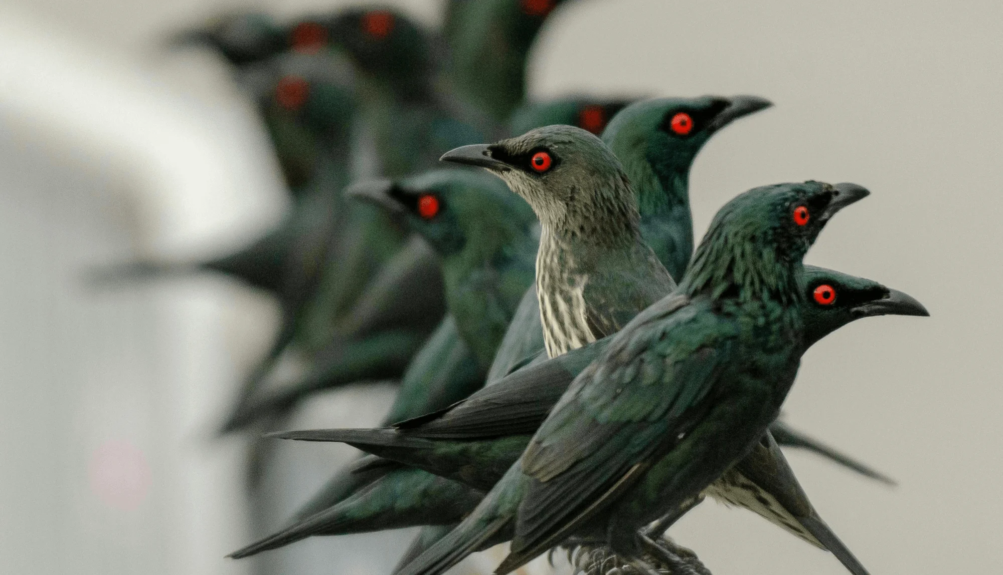 Red Eyed Glossy Starling