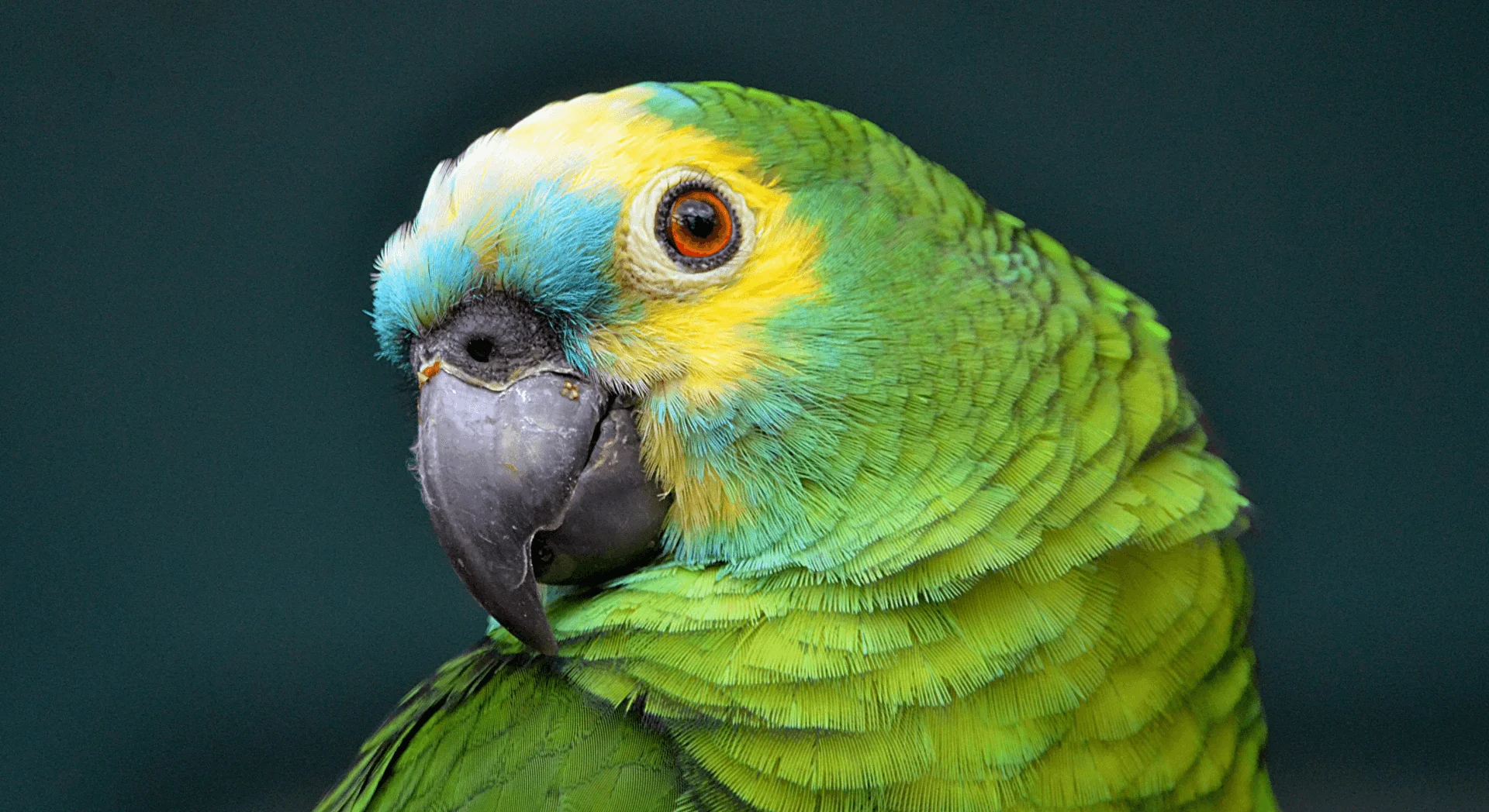 Yellow Shouldered Amazon Parrot